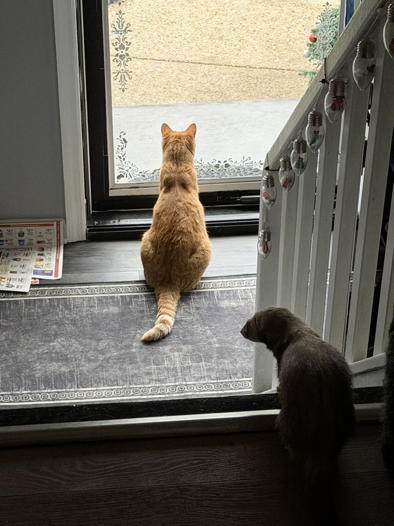 Simba | America's Favorite Pet