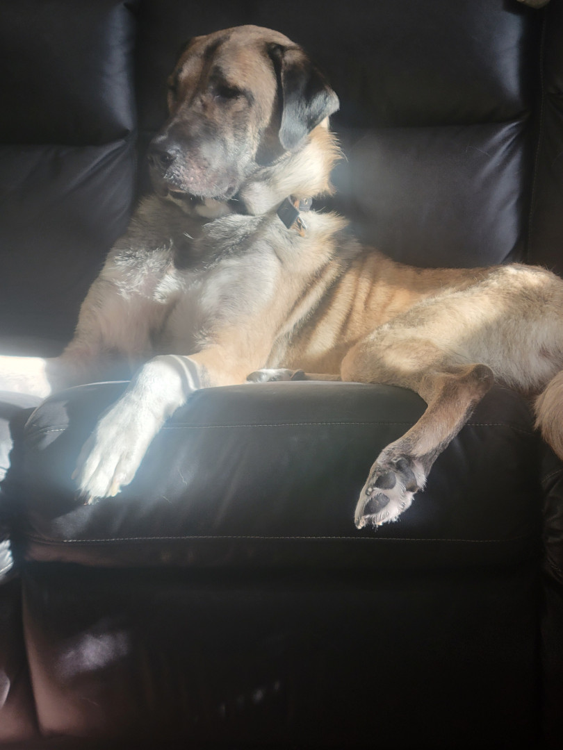 Destiny | America's Favorite Pet