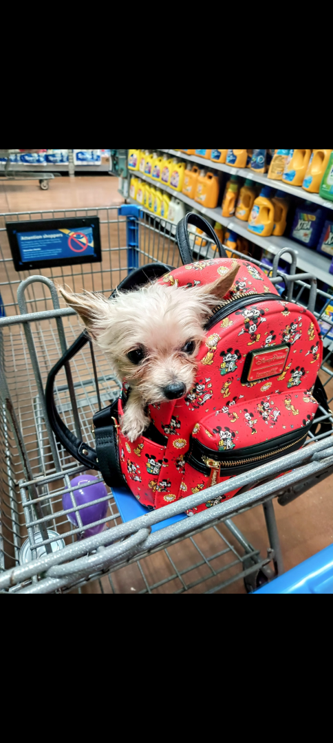 Scruffy | America's Favorite Pet