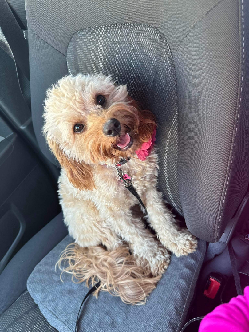 Ellie | America's Favorite Pet