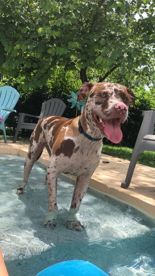 Jasper | America's Favorite Pet