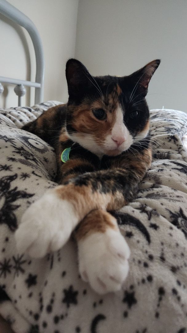 Luna | America's Favorite Pet