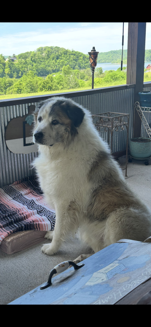 Tank | America's Favorite Pet