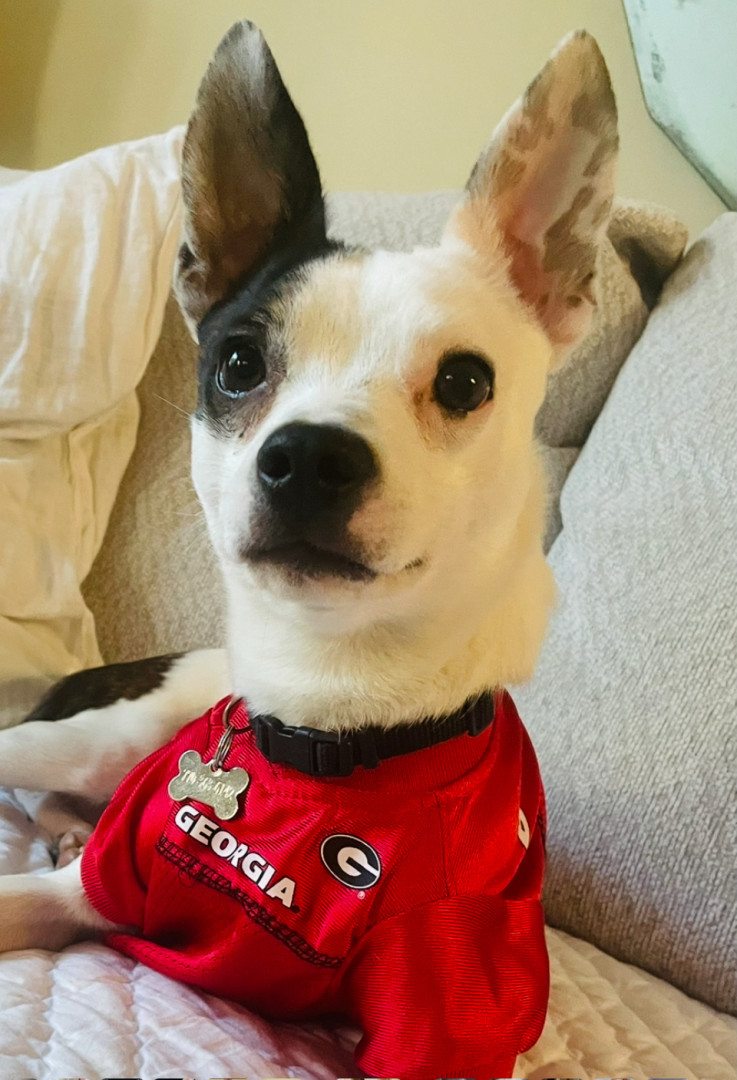 Sugarboo Bitz | America's Favorite Pet