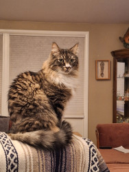 Gizmo | America's Favorite Pet