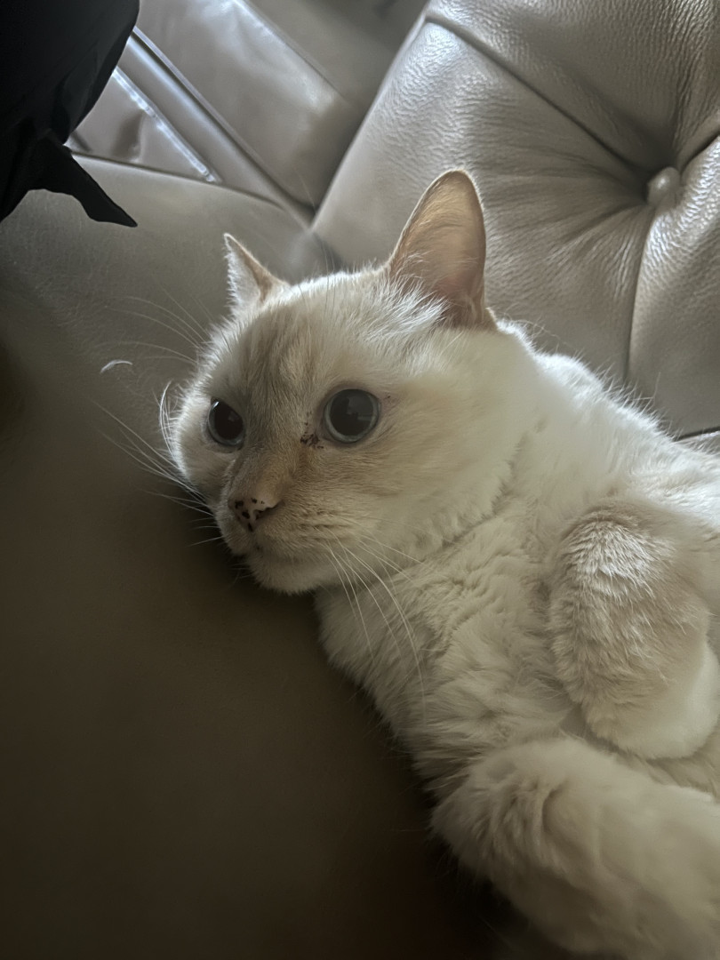 Cat Stevens | America's Favorite Pet