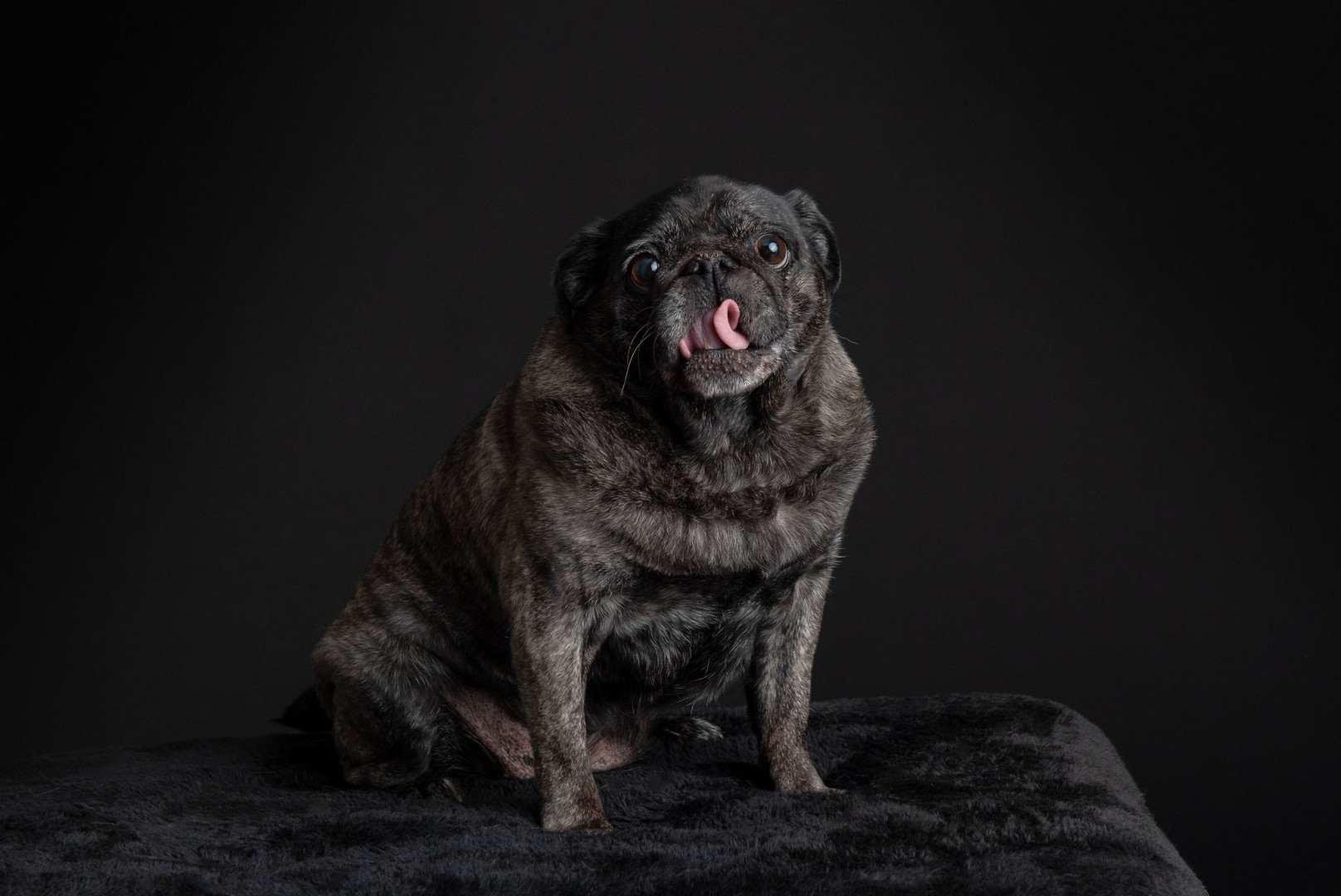 Miss Pebbles | America's Favorite Pet