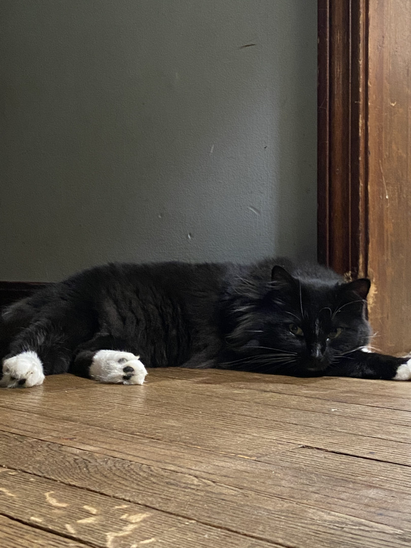 Ellie Cat | America's Favorite Pet