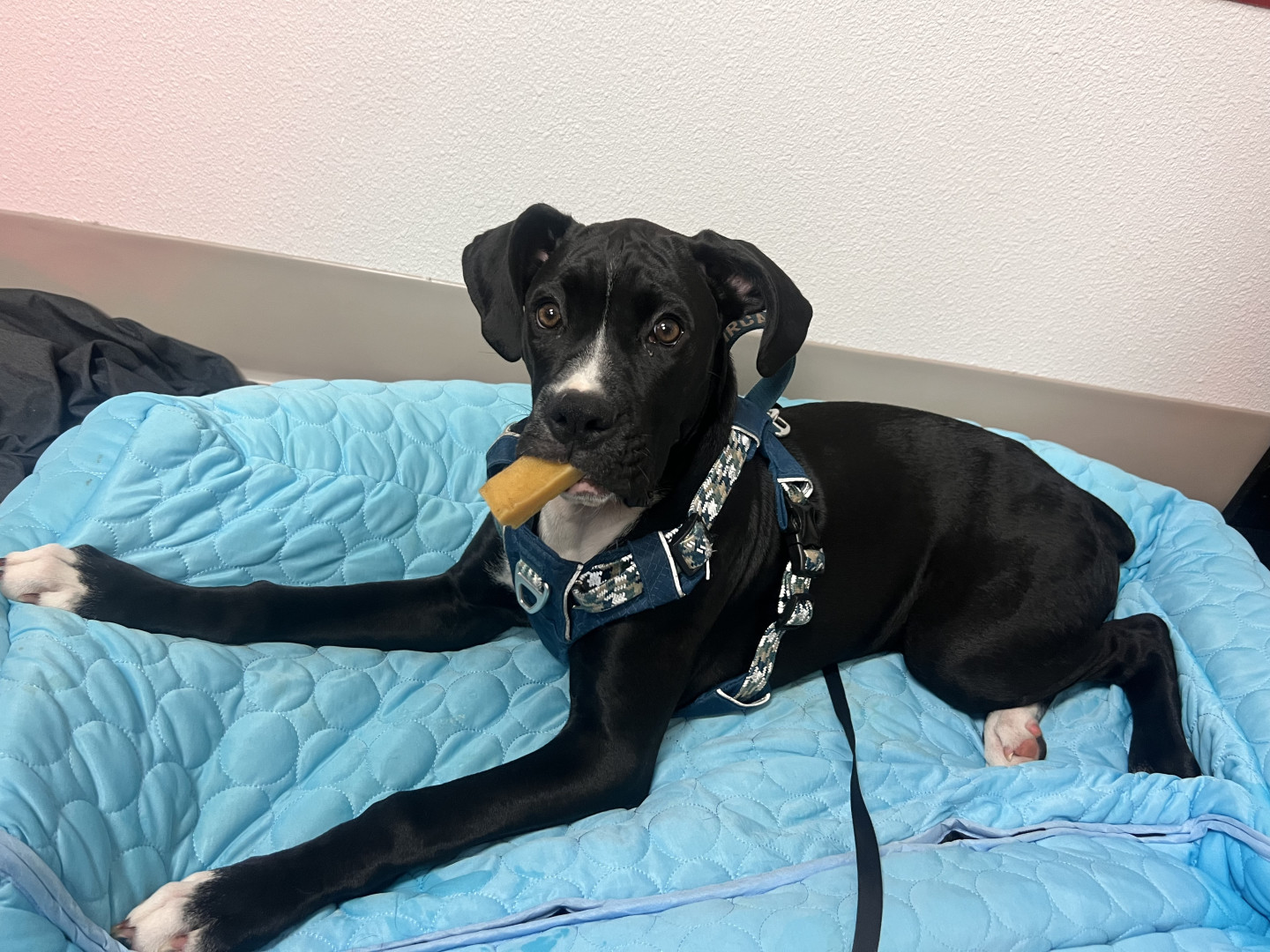 Mowgli Marz Whinehouse | America's Favorite Pet