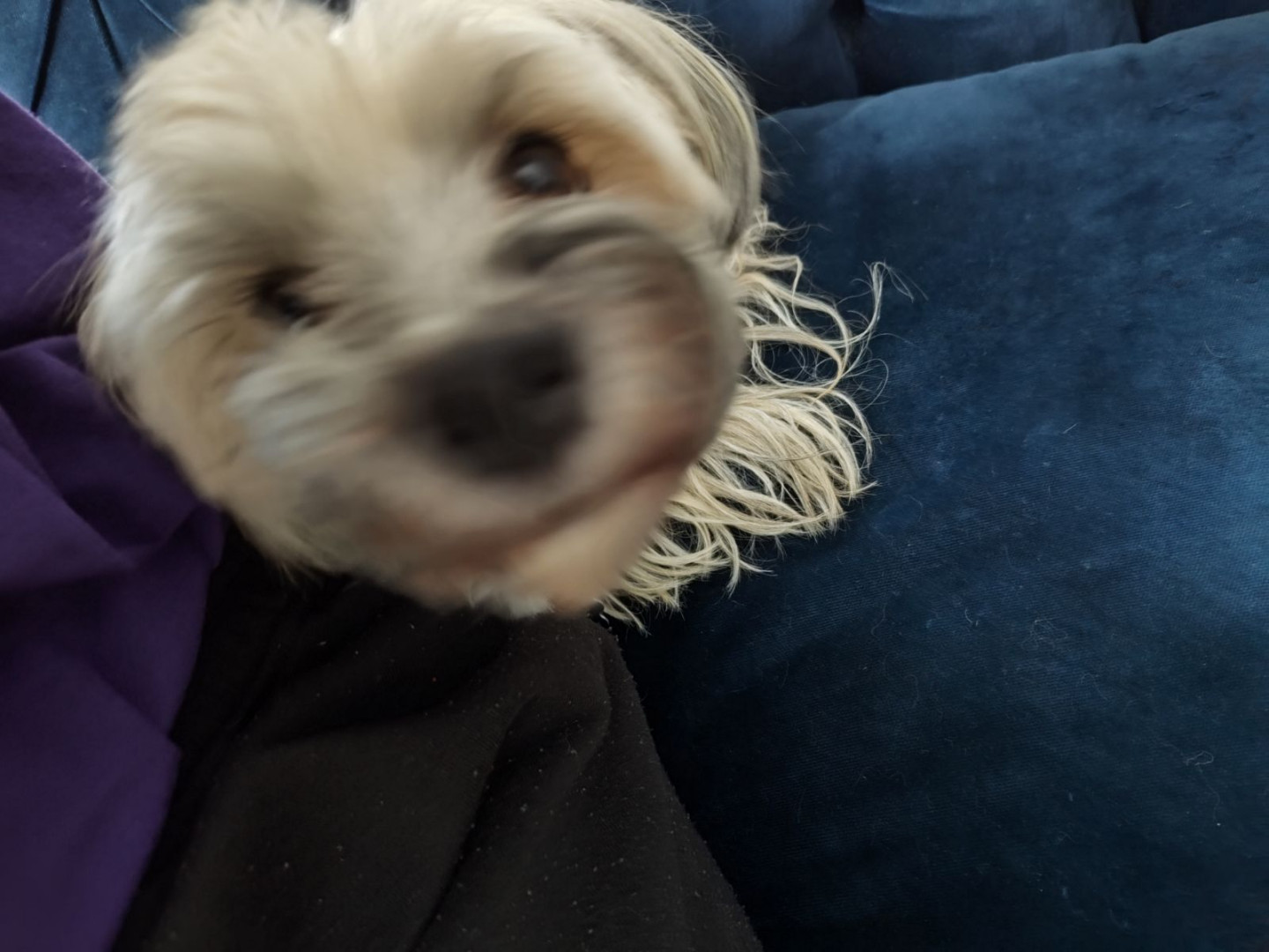 Toby | America's Favorite Pet
