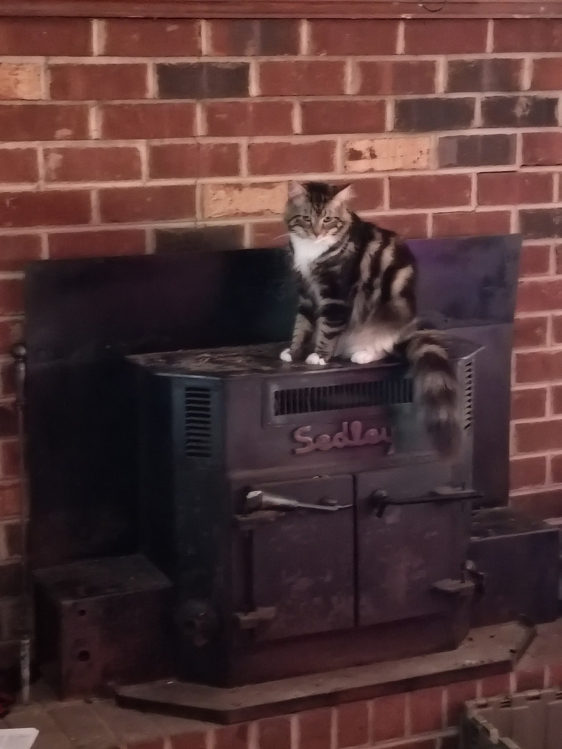Striker | America's Favorite Pet