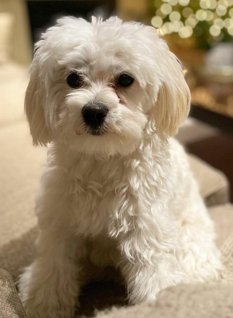 FINN | America's Favorite Pet