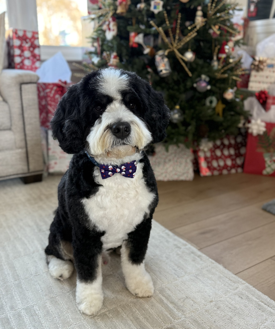 Forrest Gump | America's Favorite Pet