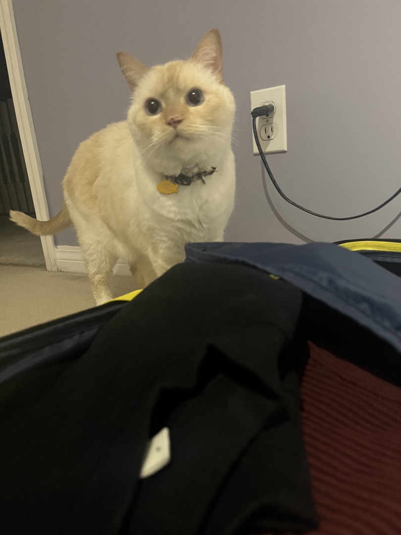 Cat Stevens | America's Favorite Pet