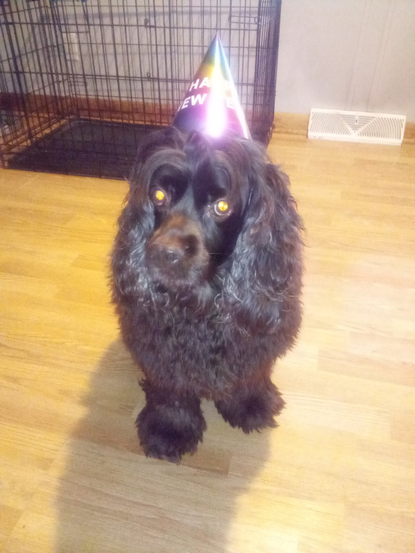 Blackie | America's Favorite Pet