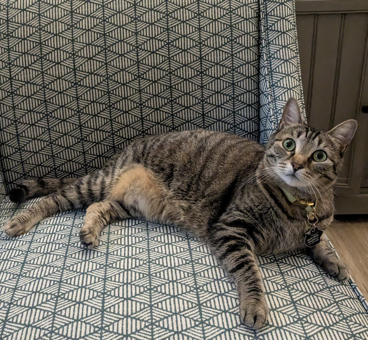 Sage | America's Favorite Pet