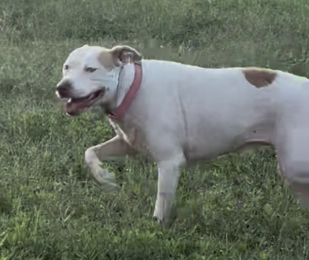 Chyna | America's Favorite Pet