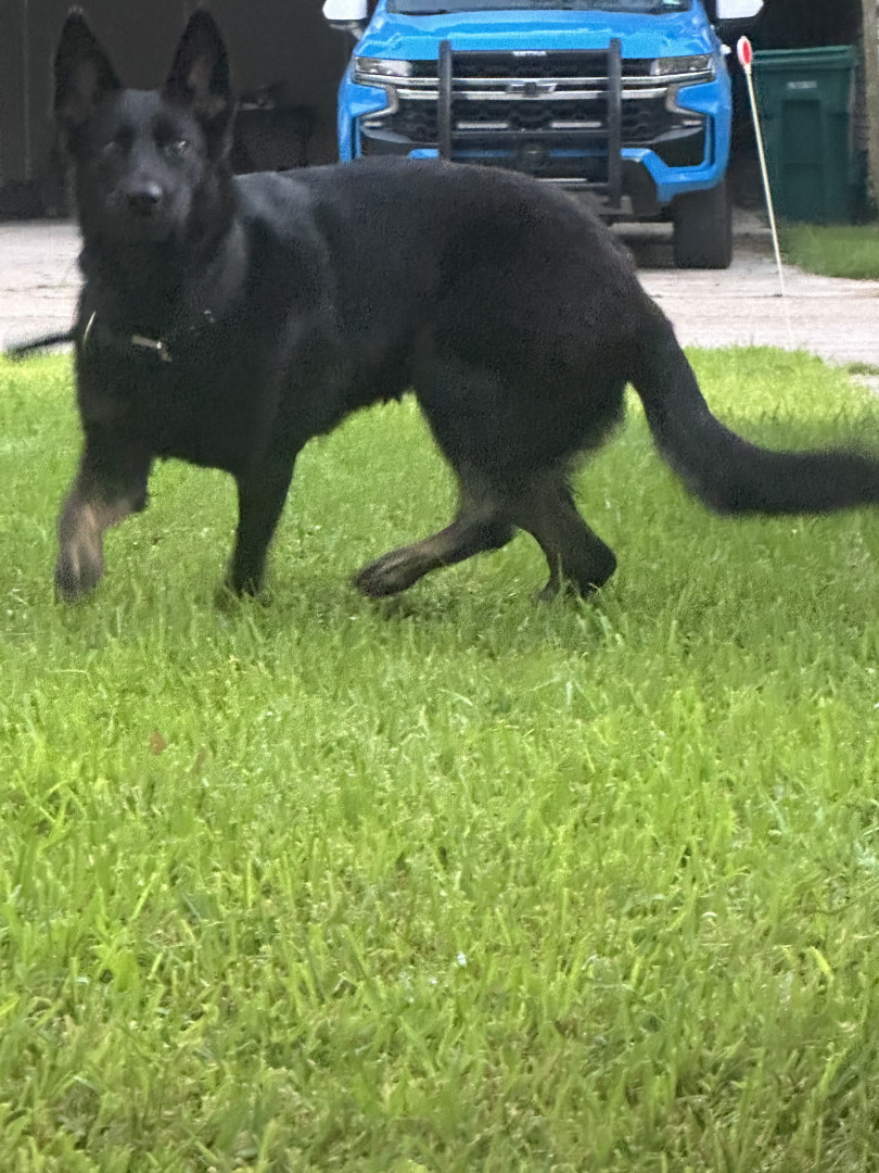 Polly | America's Favorite Pet