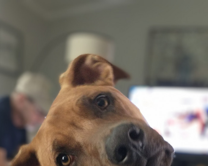 Ellie Mae | America's Favorite Pet