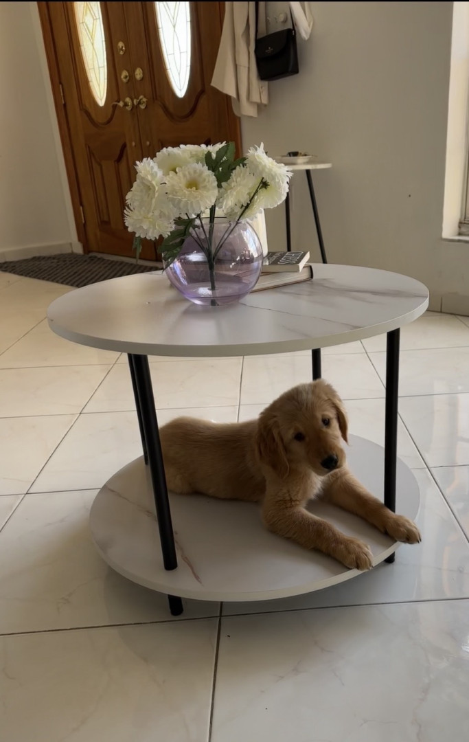 Boo | America's Favorite Pet