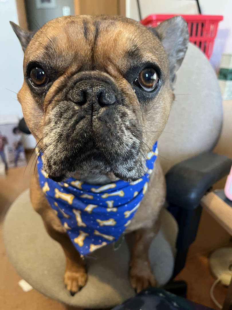 Guido | America's Favorite Pet
