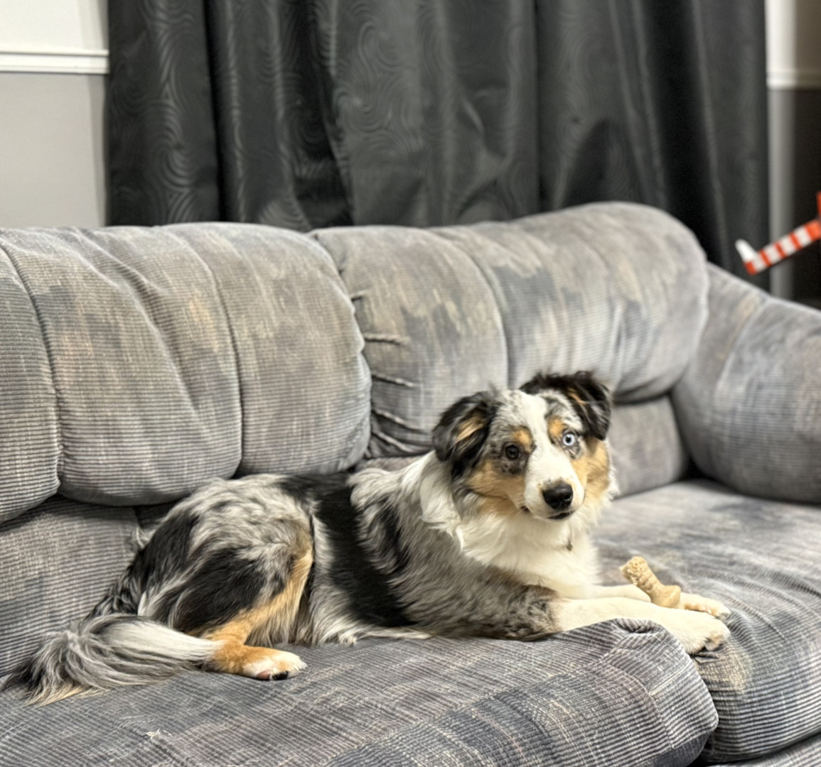 iris | America's Favorite Pet