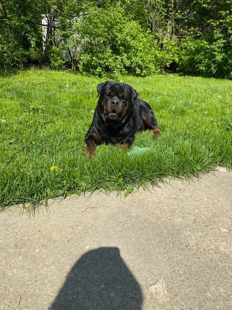 Rick | America's Favorite Pet