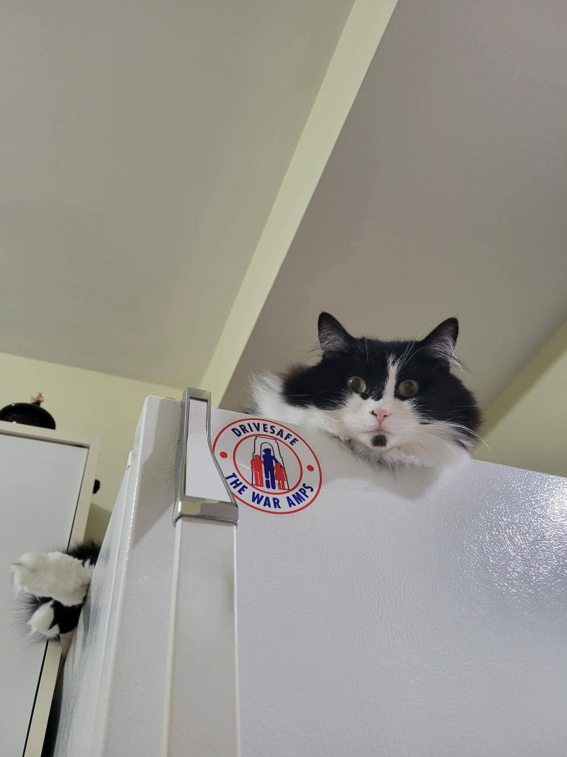 Priscilla | America's Favorite Pet