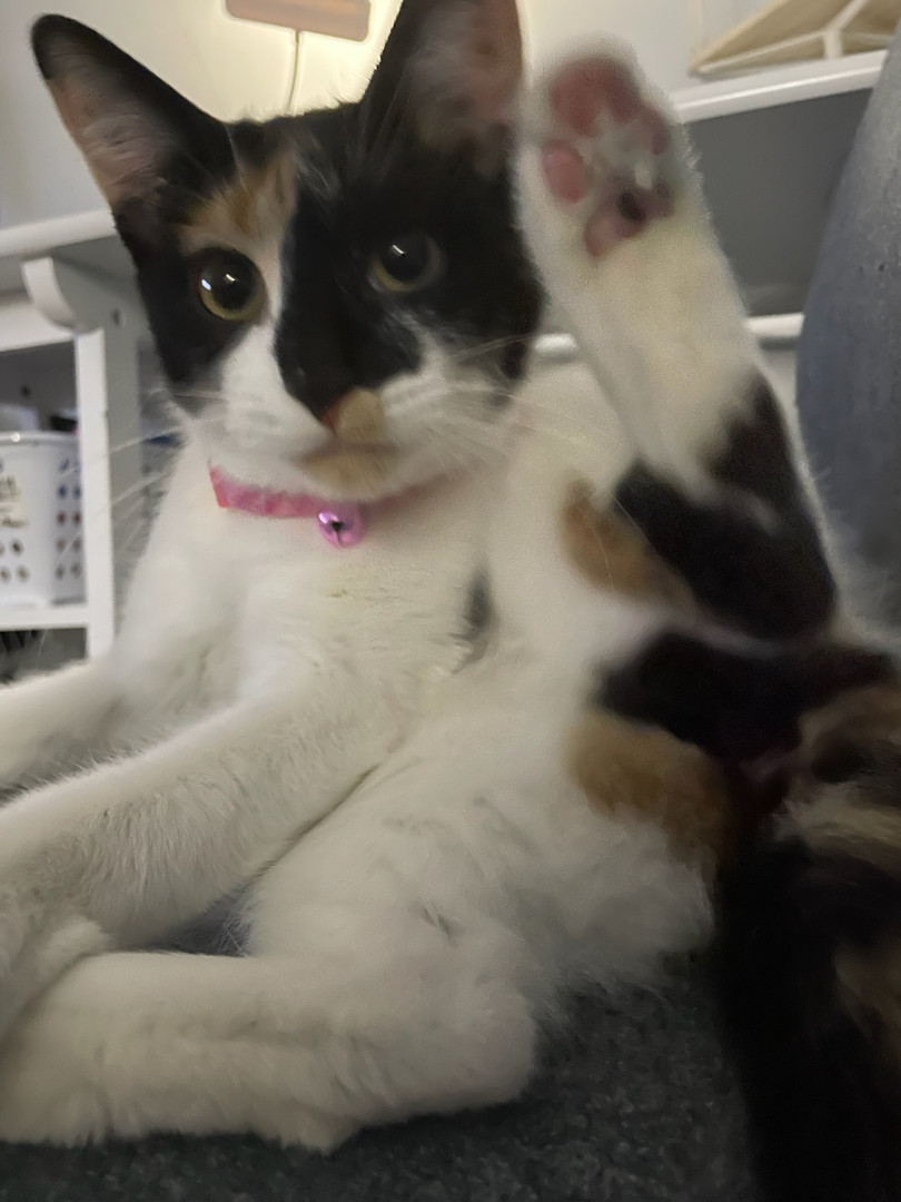 ellie | America's Favorite Pet