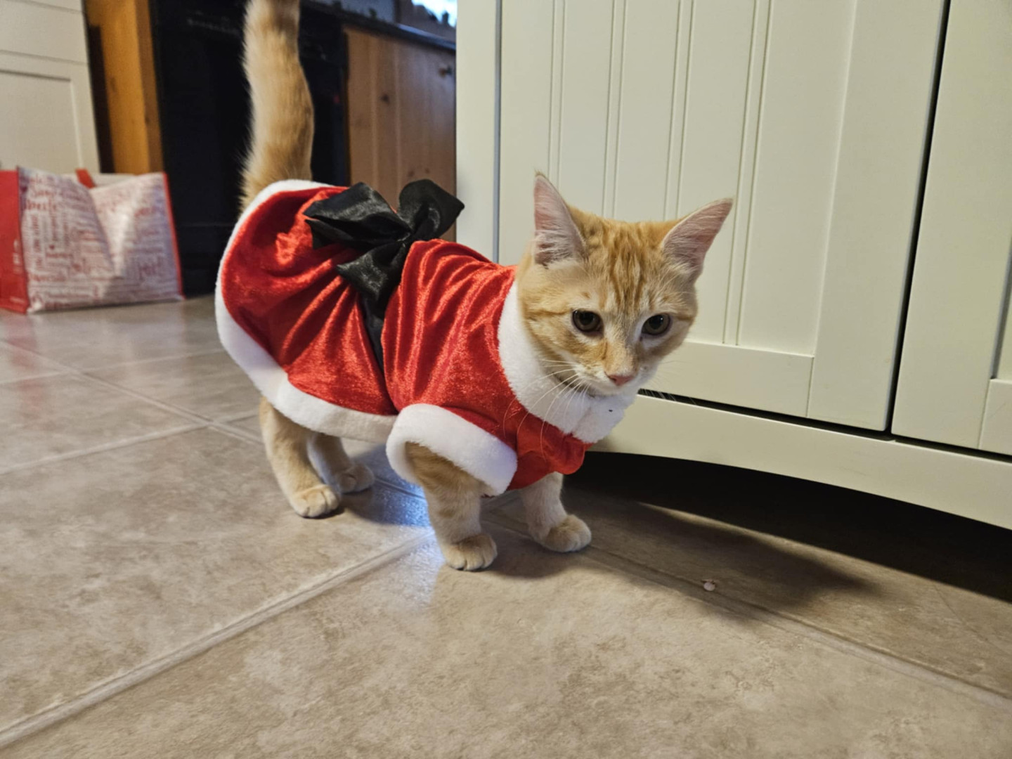 Freya | America's Favorite Pet