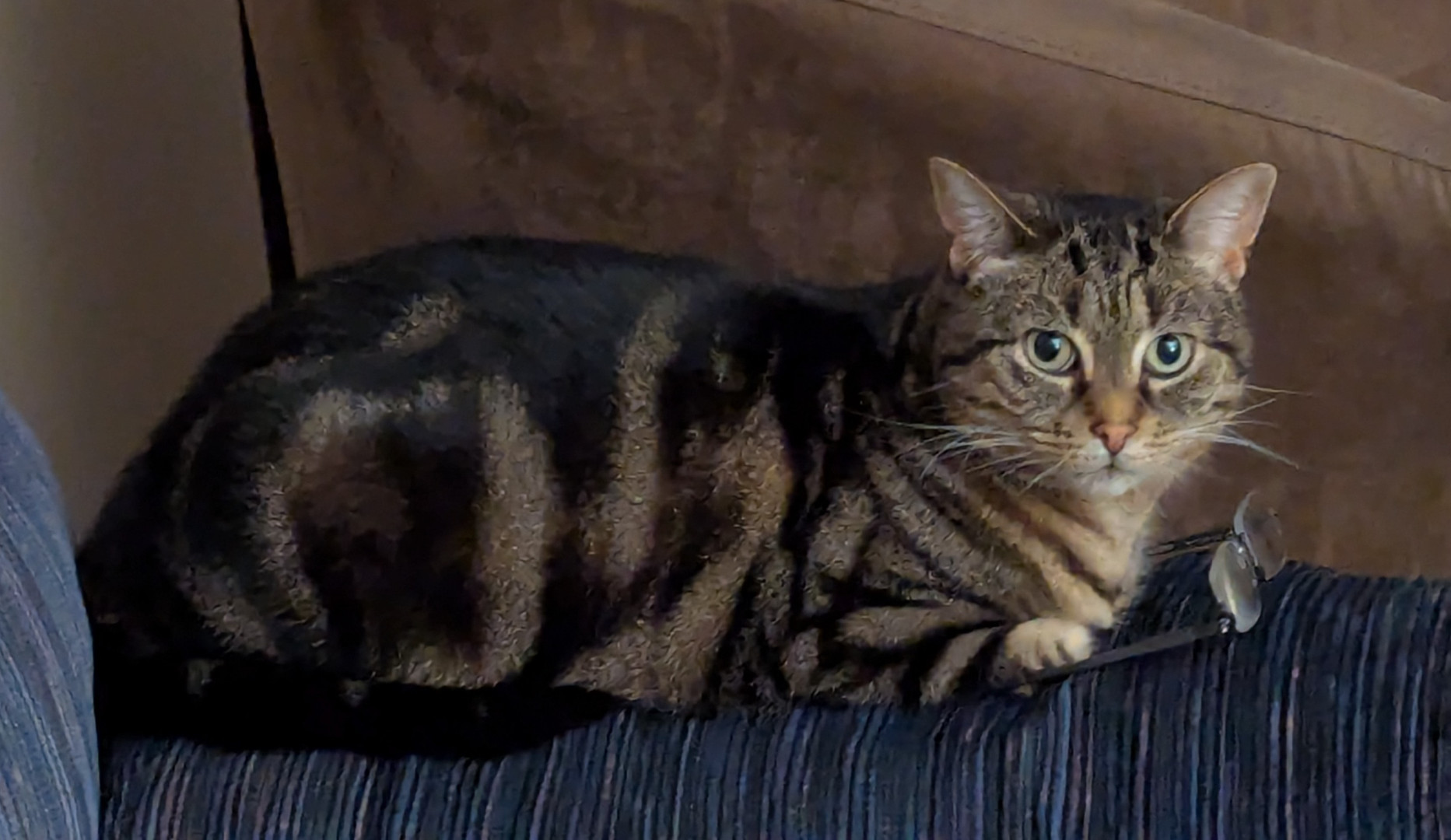 Sable | America's Favorite Pet