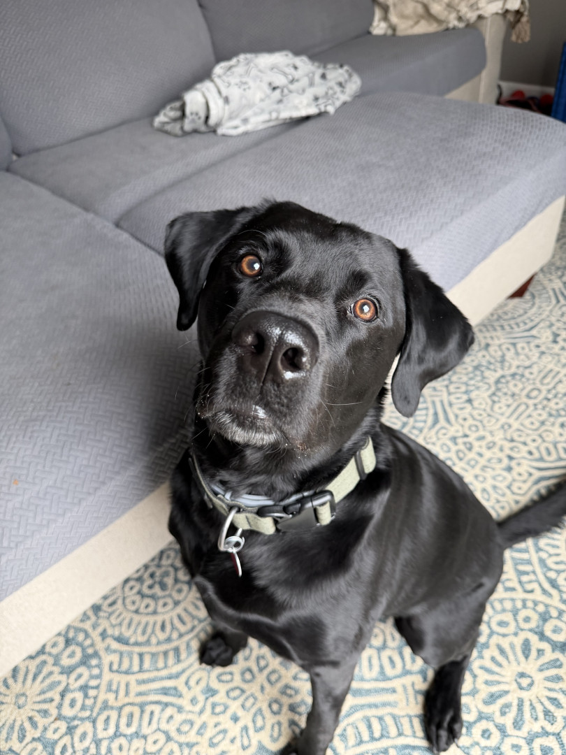 Kai | America's Favorite Pet