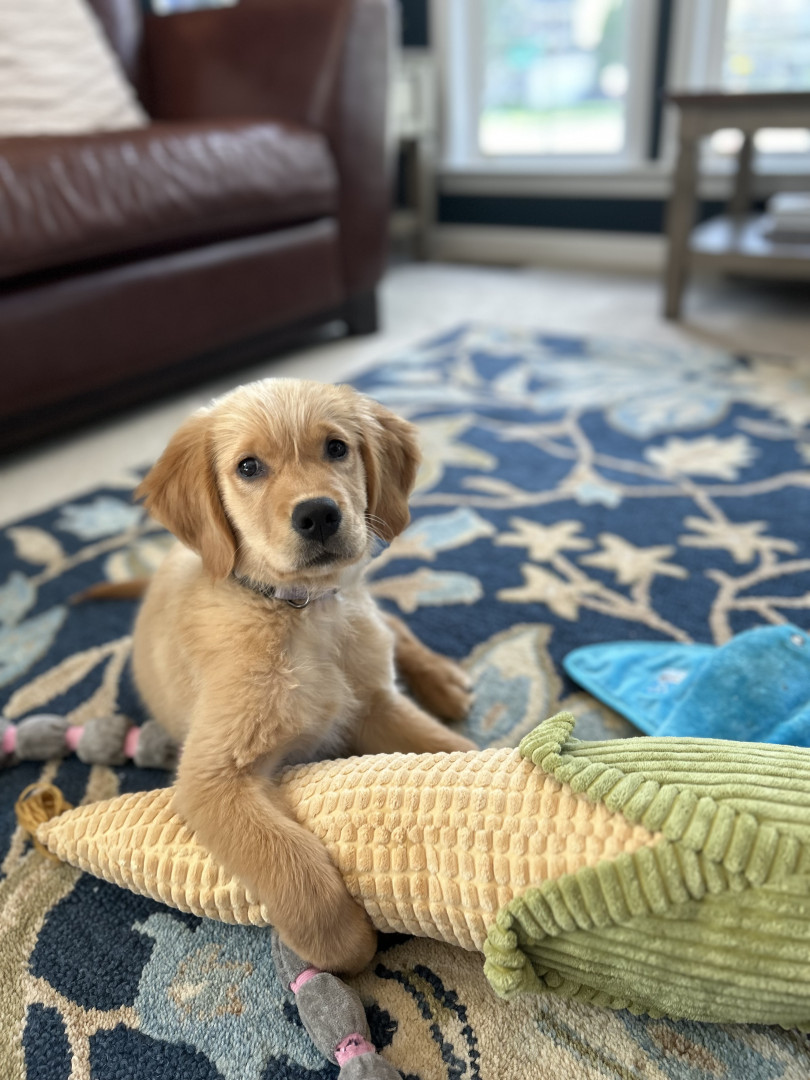 Ruby Roo | America's Favorite Pet