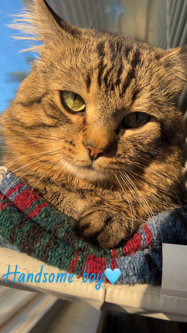 Pablo | America's Favorite Pet