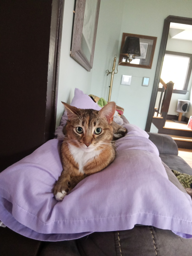 Nala | America's Favorite Pet