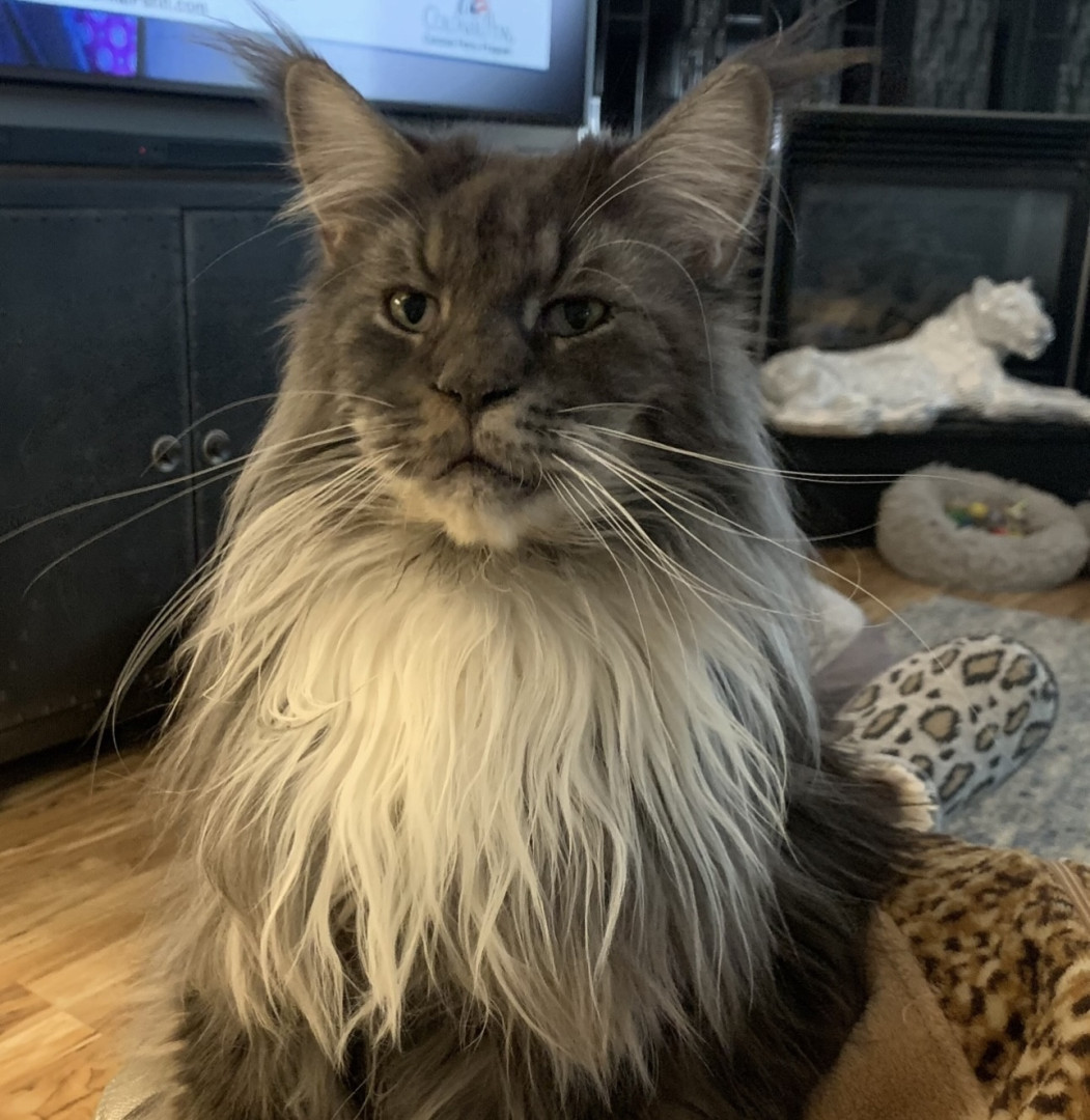 Alejandro | America's Favorite Pet