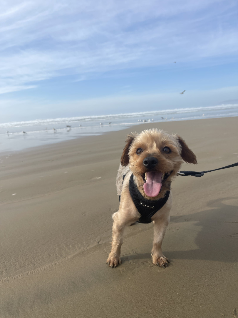 Gizmo | America's Favorite Pet