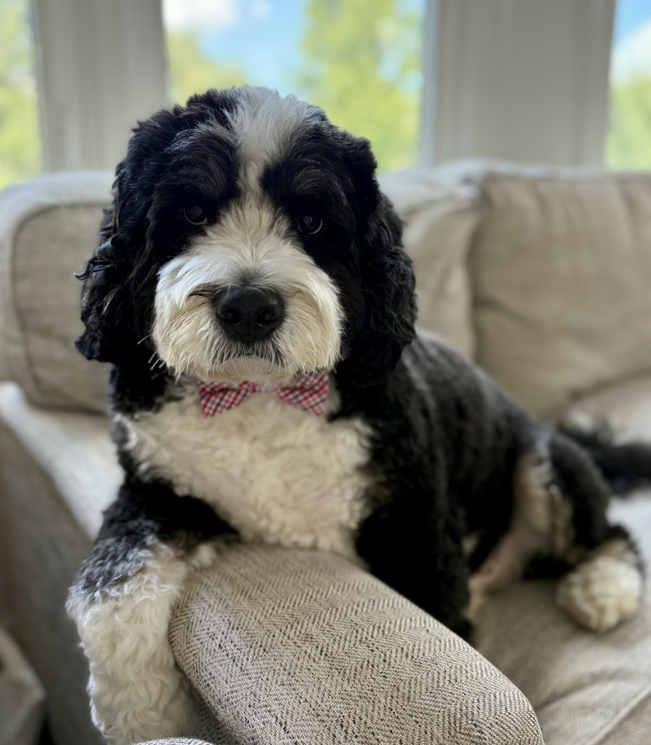 Forrest Gump | America's Favorite Pet