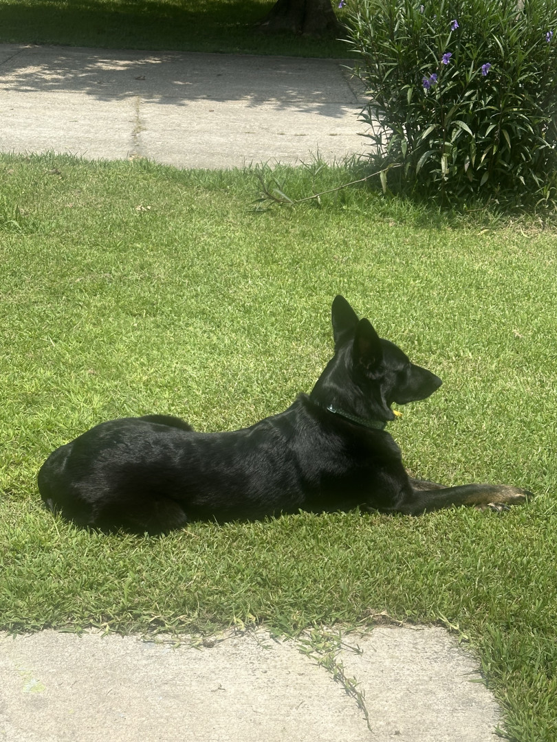 Polly | America's Favorite Pet