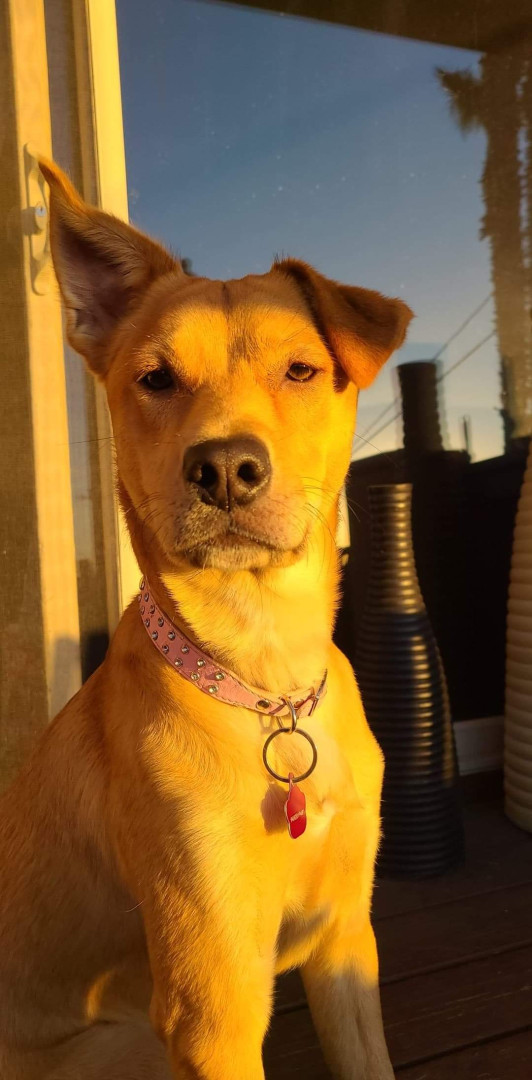 Luna Gomez | America's Favorite Pet