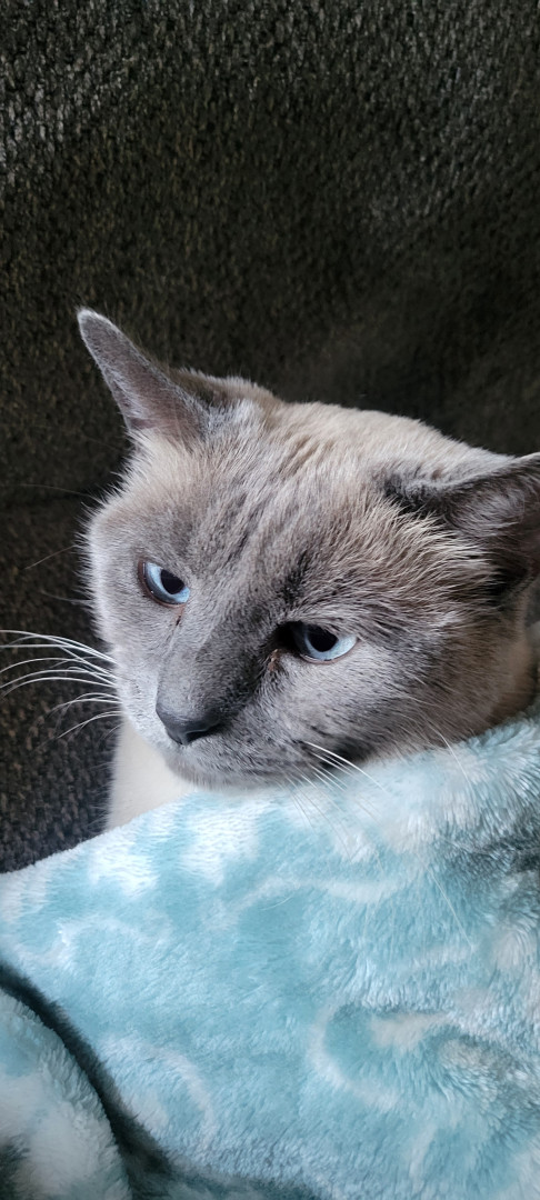 Marshmallow | America's Favorite Pet