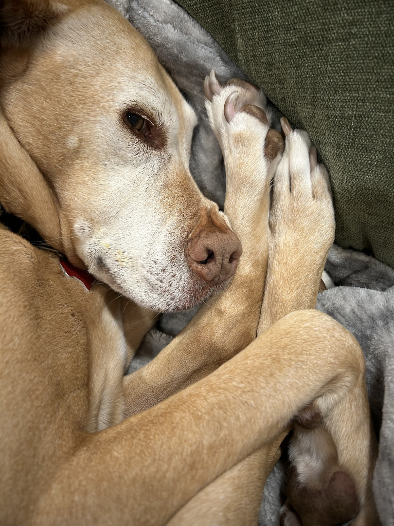 Sammy | America's Favorite Pet